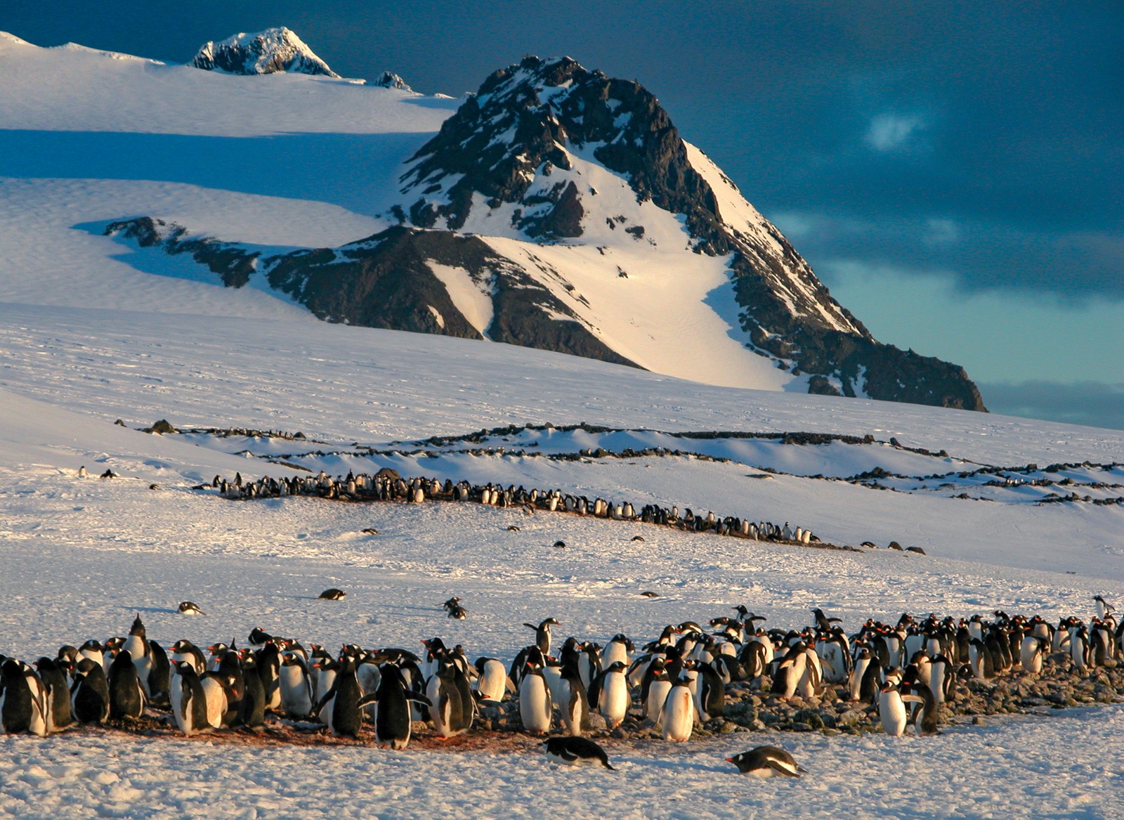 20 Jahre Antarktis Expedition mit Hurtigruten Expeditions | PRESTIGE TRAVEL