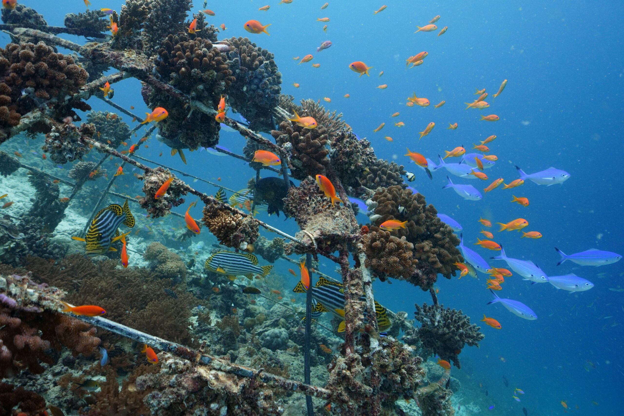 Velaa Private Island mit neuer Korallenschutz-Initiative | PRESTIGE TRAVEL