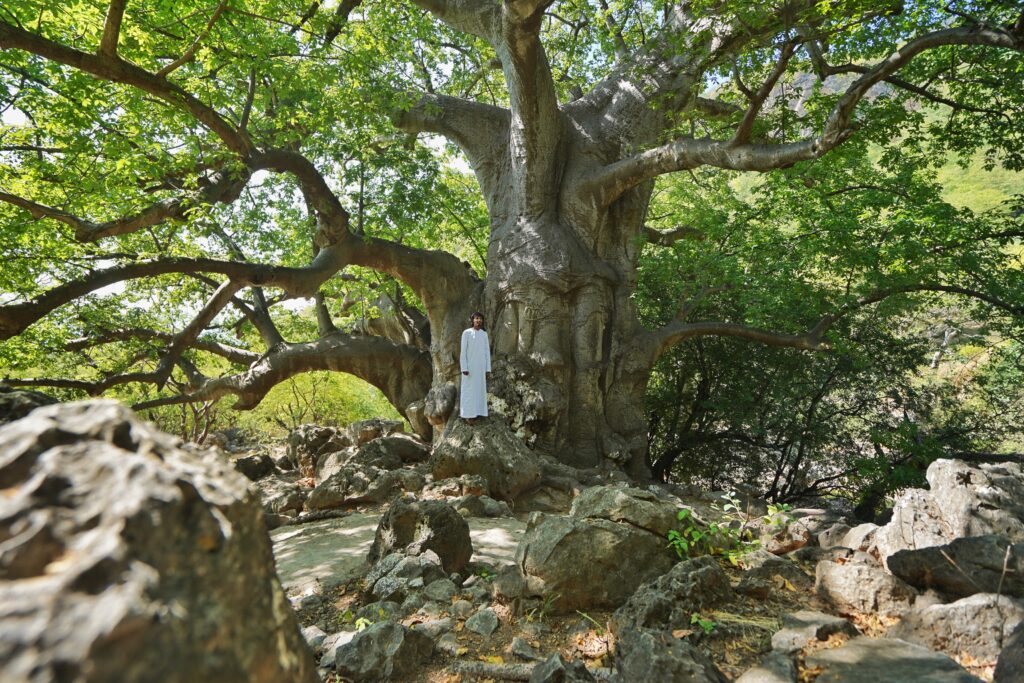 Oman - Auf den Spuren von Weihrauch, uralten Affenbrotbäumen und ...